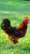 Poule Rhode Island rouge | Rhode Island rouge For Sale | Races de Poules