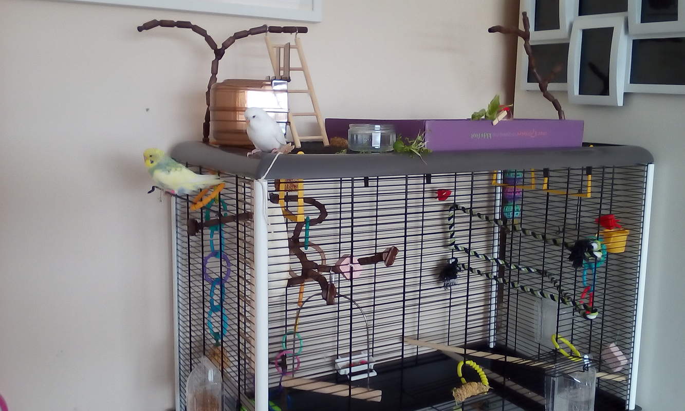 Cages à perruches | Perruches | Guide | Omlet France