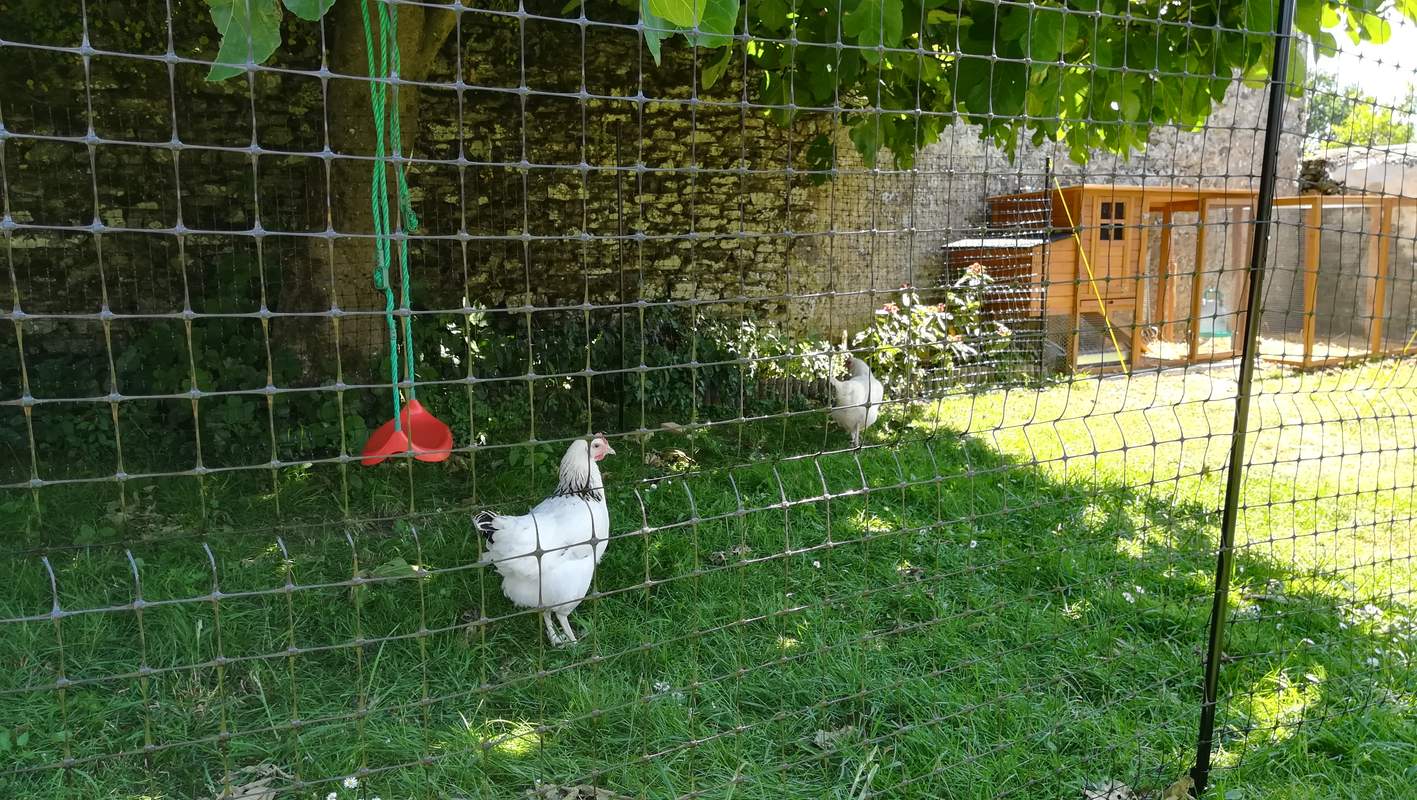 Filet à Poule Omlet | Poulaillers, Grand Enclos, Filet à poules et bien ...