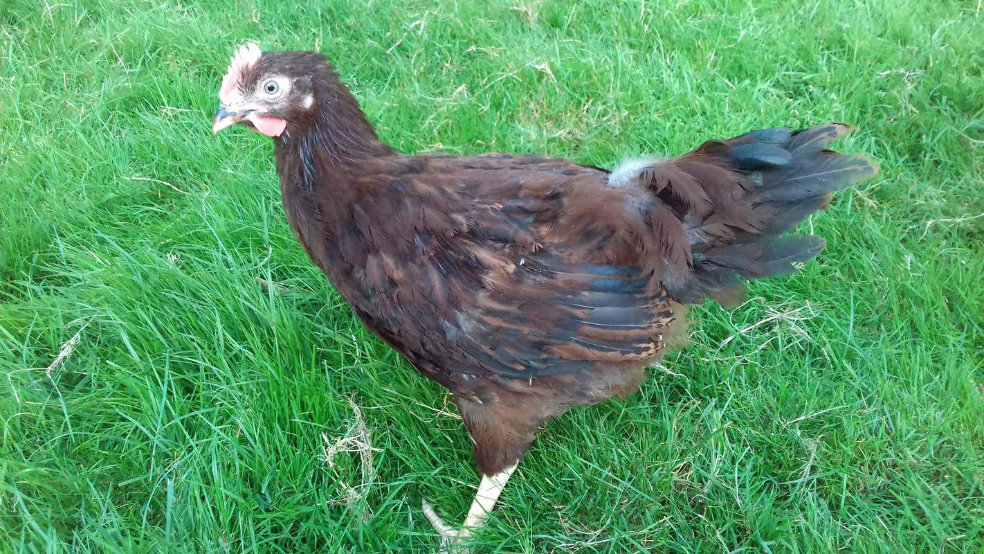 Rhode Island rouge For Sale | Poules | Informations sur les races | Omlet