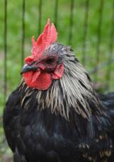 Poule Chabo | Chabo For Sale | Races de Poules