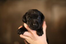 Chien Labrador retriever | Races de chiens