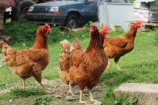 Poules | Guide | Omlet France