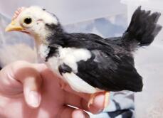 Poule Serama | Serama For Sale | Races de Poules