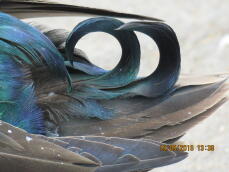 Canard Cayuga | Races de Canards