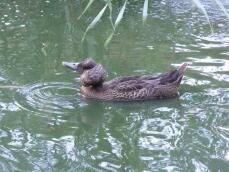 Canard huppé | Races de Canards