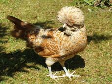 Poule de Padoue | Padoue For Sale | Races de Poules