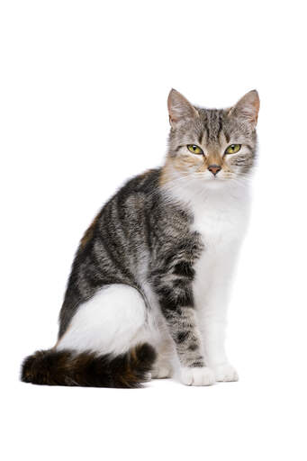 Chat European Shorthair | Races de chat