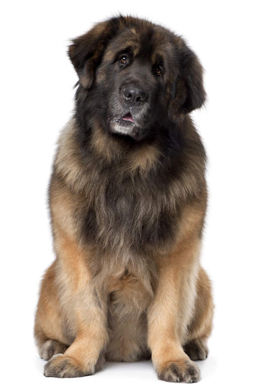 Chien Leonberg