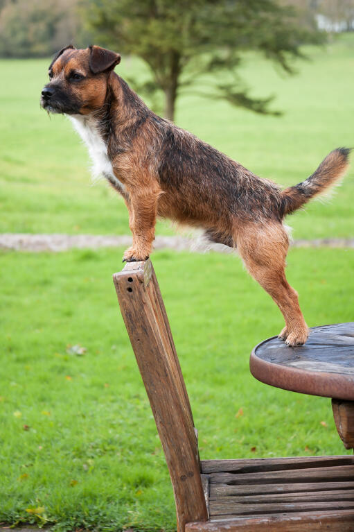 Chien Border terrier | Races de chiens