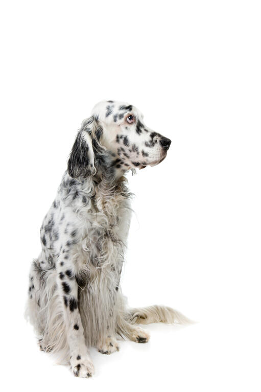 Setter anglais (Llewellin) | Chiens | Informations sur les races | Omlet