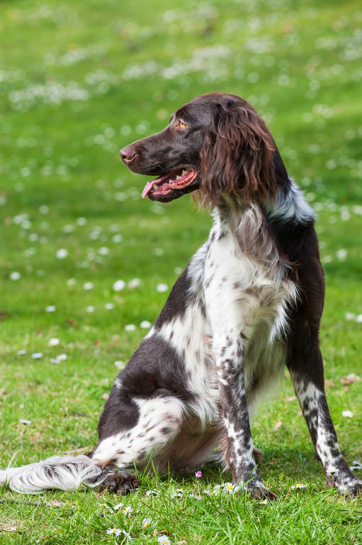 Petit épagneul de Münster Chiens