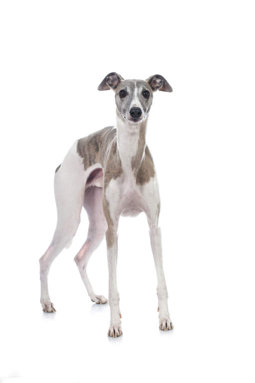 Chien Lévrier Whippet