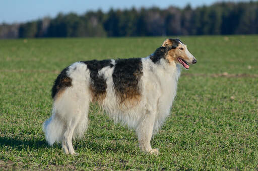 Chien Barzoï | Races de chiens