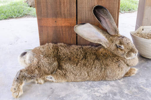 Lapin Géant des Flandres | Géant des Flandres For Sale | Races De Lapin
