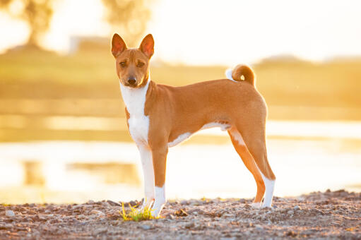 Chien Basenji | Races de chiens
