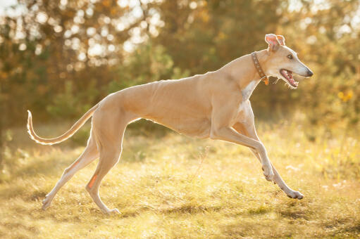 Chien Greyhound ou lévrier anglais | Races de chiens