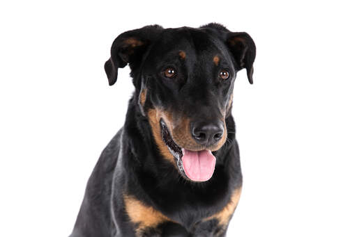 Chien Beauceron | Races de chiens