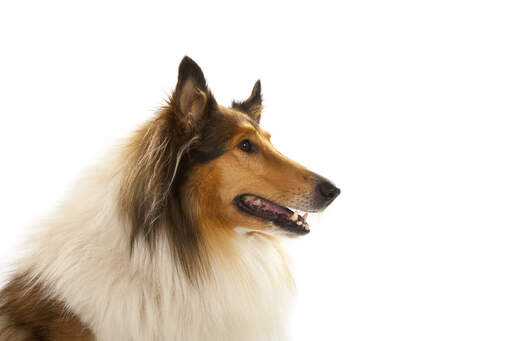 Chien Colley à poil long | Races de chiens