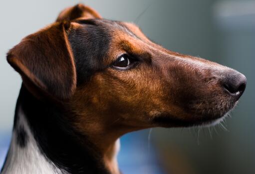 Chien Fox-terrier à poil lisse | Races de chiens