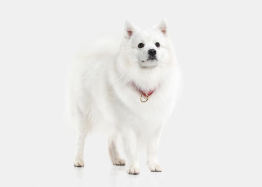 Chien Spitz japonais | Races de chiens