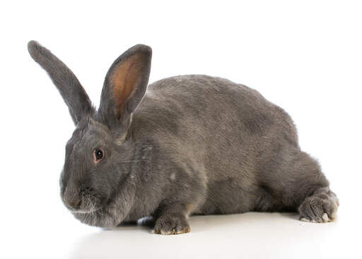 Lapin Géant des Flandres | Géant des Flandres For Sale | Races De Lapin
