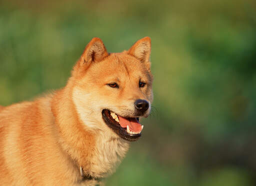 Chien Jindo coréen | Races de chiens
