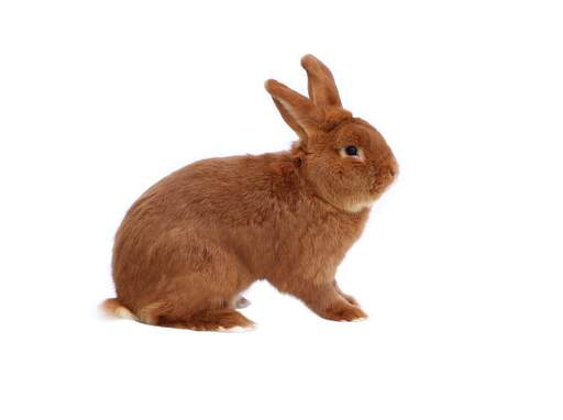 Lapin néo-zélandais rouge | Néo-zélandais rouge For Sale