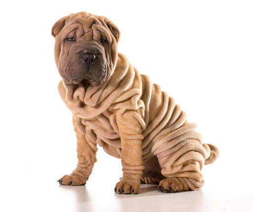 Chien Shar-Peï | Races de chiens