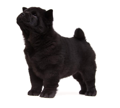 Chien Chow-chow | Races de chiens