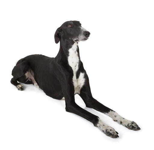 Chien Greyhound ou lévrier anglais | Races de chiens
