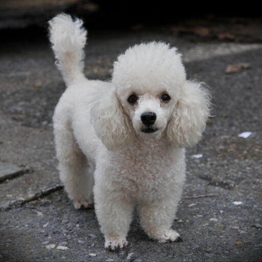 Chien Caniche toy | Races de chiens