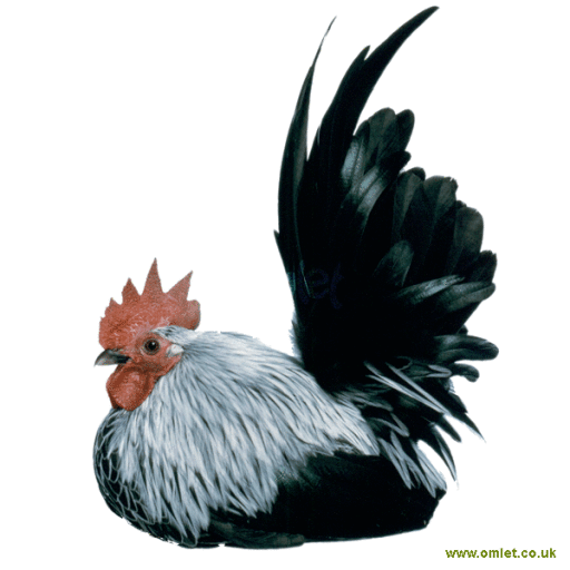 Poule Chabo | Chabo For Sale | Races de Poules