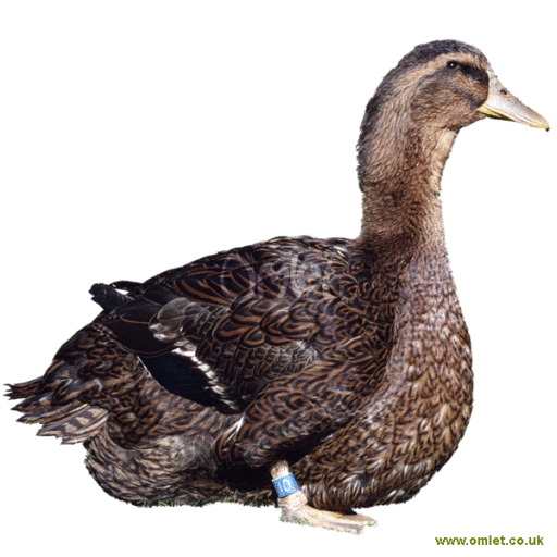 Canard de Rouen | Races de Canards