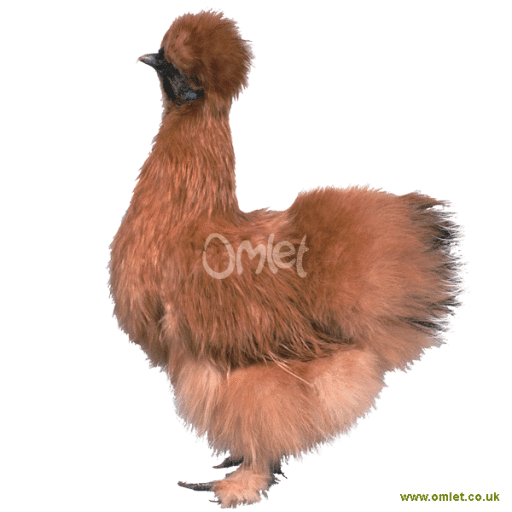Poule Soie | Poule Soie For Sale | Races de Poules