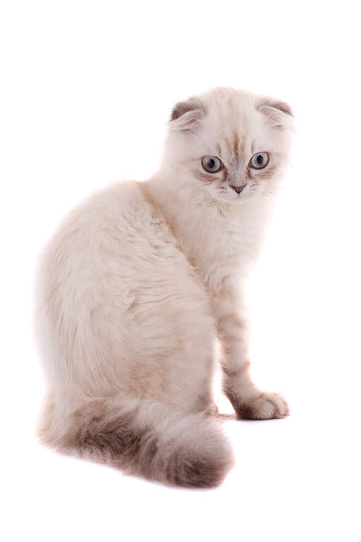 Scottish Fold | Chats | Informations sur les races | omlet