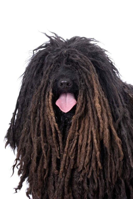 Puli | Chiens | Informations sur les races | Omlet