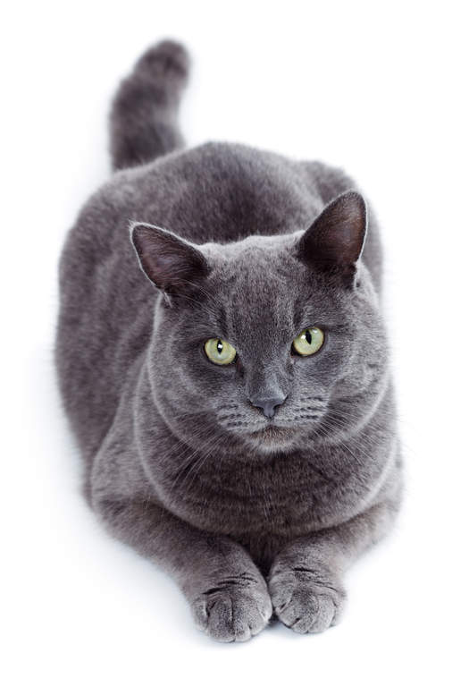 Bleu russe | Chats | Informations sur les races | Omlet