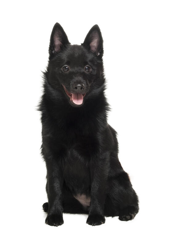 Schipperke | Chiens | Informations sur les races | Omlet