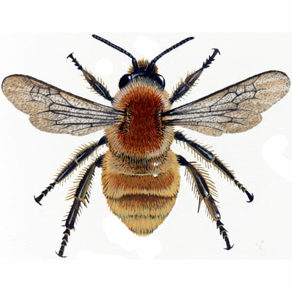 Bourdon For Sale | Abeilles | Informations sur les races | Omlet