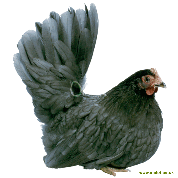 Chabo For Sale | Poules | Informations sur les races | Omlet