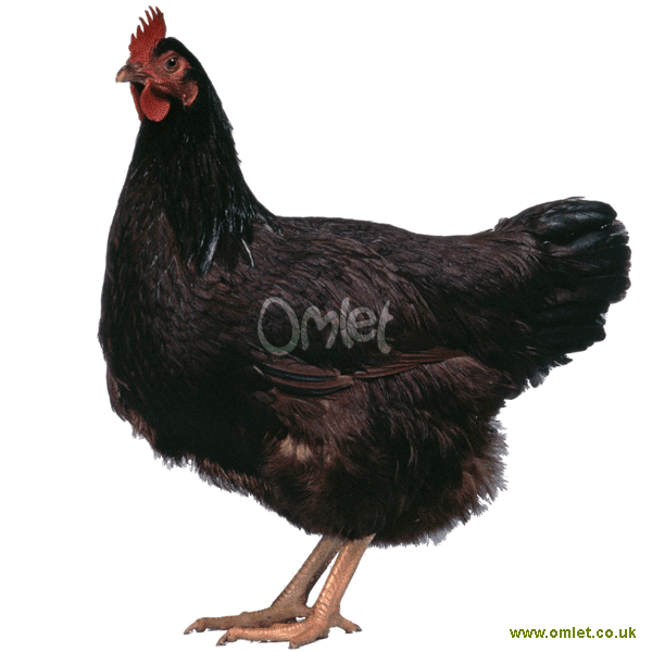 Rhode Island rouge For Sale | Poules | Informations sur les races | Omlet