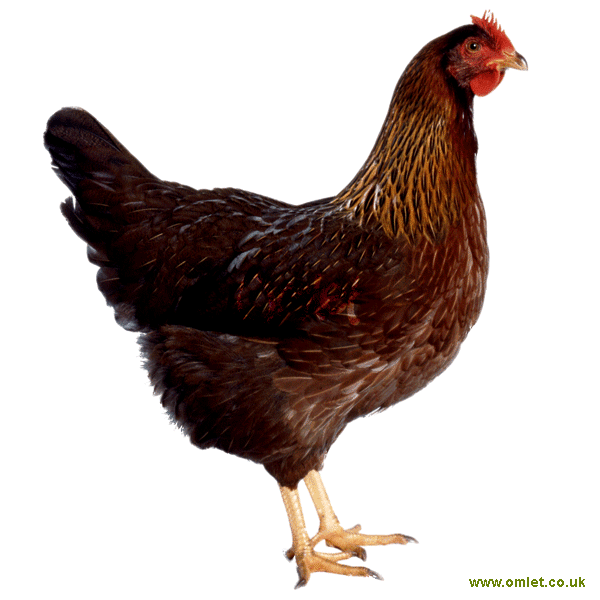 Poule Welsumer | Welsumer For Sale