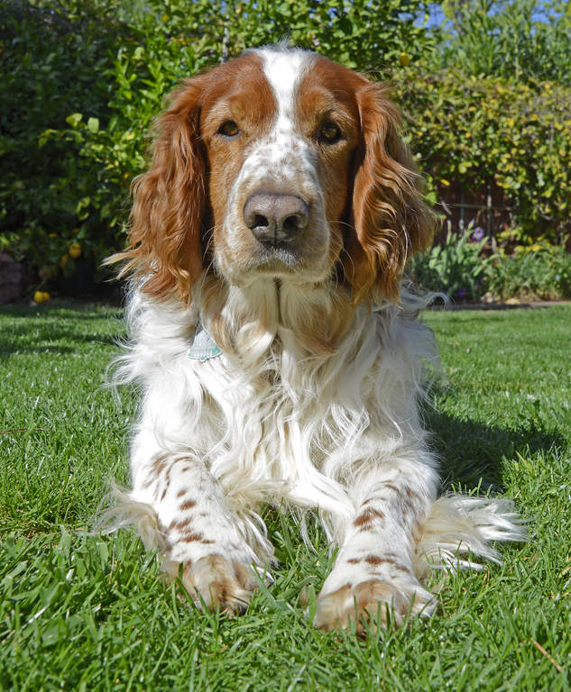 Chien Welsh Springer Spaniel