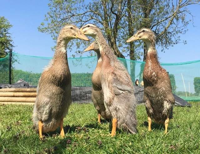 Canard Coureur Indien Prix
