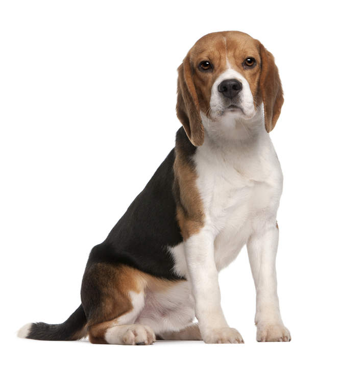 Chien Beagle | Races de chiens