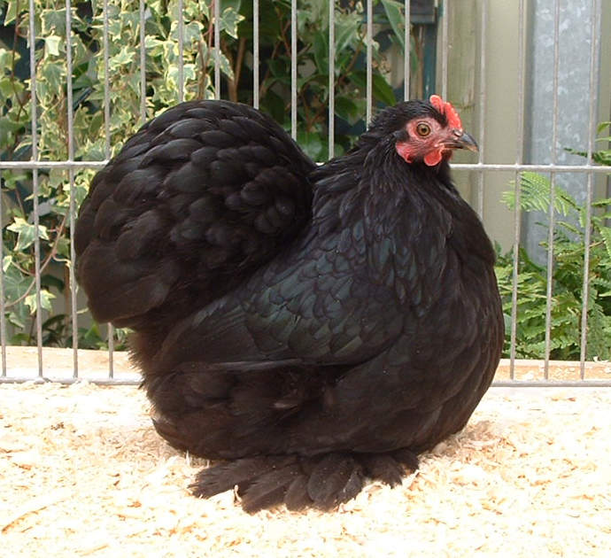 Poule bantam de Pékin For Sale | Poules | Informations sur les races ...