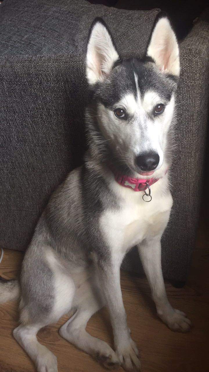 Husky de Sibérie | Chiens | Informations sur les races | Omlet