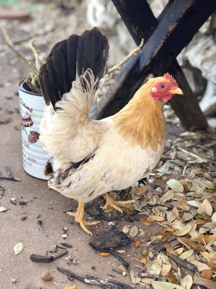 Chabo For Sale | Poules | Informations sur les races | Omlet