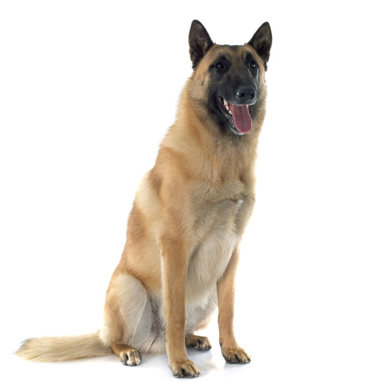 Malinois | Chiens | Informations sur les races | Omlet